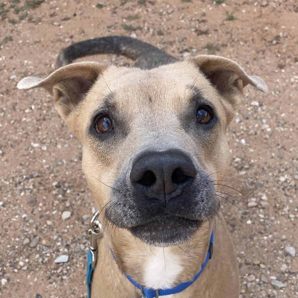 Dog for Adoption - Ms. Perkins, a Labrador Retriever in Kanab, UT ...