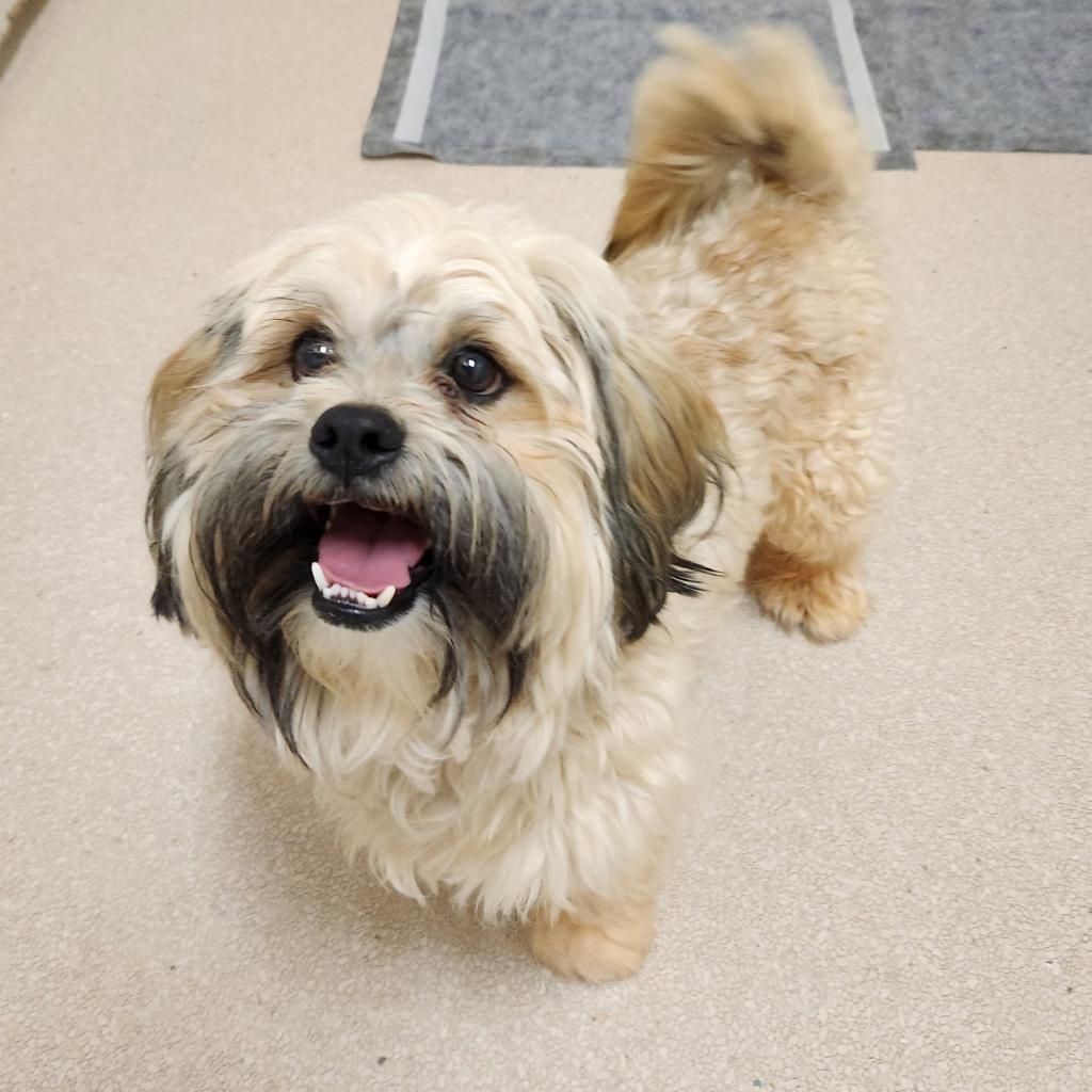 Dog for Adoption - Mooch, a Lhasa Apso in Kanab, UT | Alpha Paw