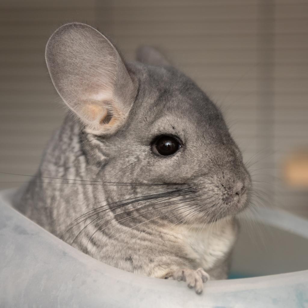 Small and Furry Pets for Adoption | Best Friends Animal Society - Save ...