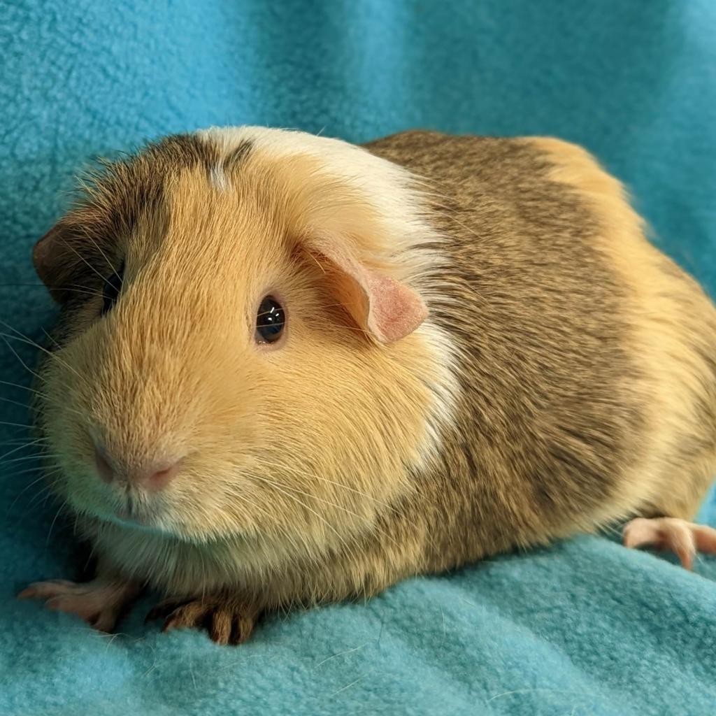 Small and Furry Pets for Adoption | Best Friends Animal Society - Save ...