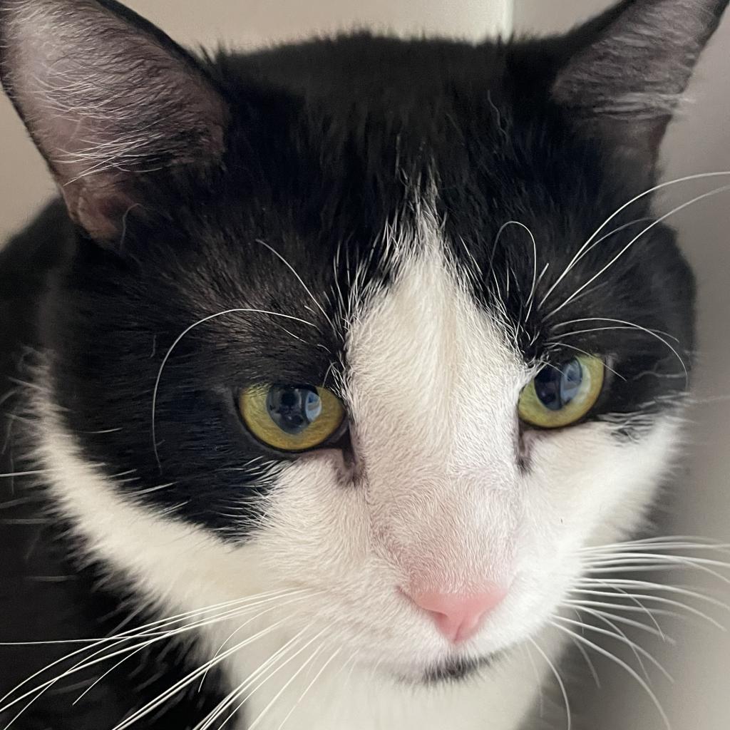 Cats for Adoption | Best Friends Animal Society - Save Them All