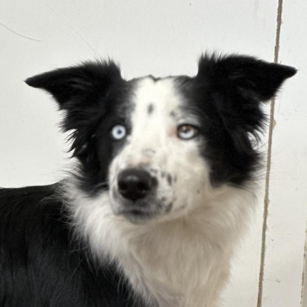 Dog for Adoption - Dimples, a Border Collie in Garfield County, UT ...