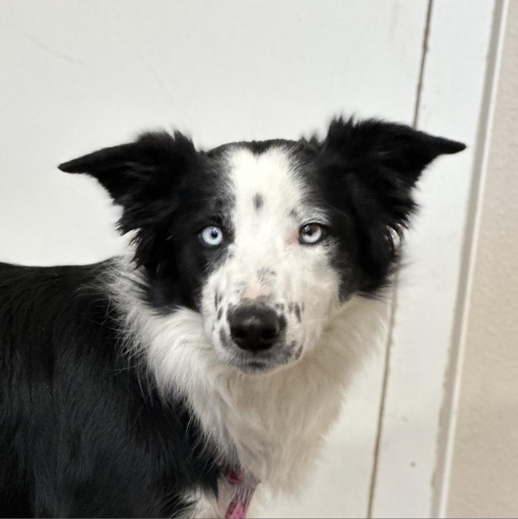 Dog for Adoption - Dimples, a Border Collie in Garfield County, UT ...