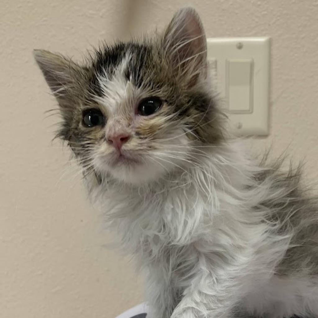 Cats for Adoption | Best Friends Animal Society - Save Them All