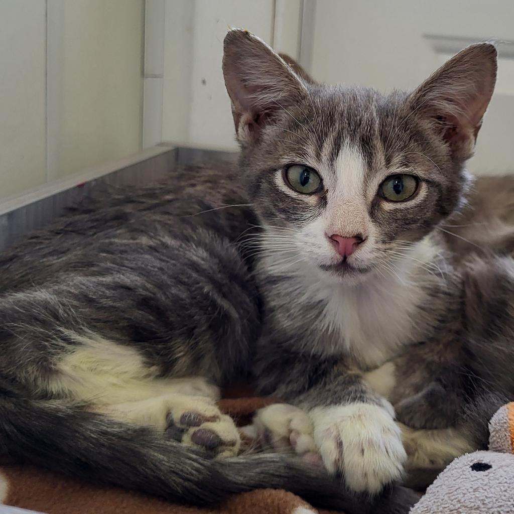Cats for Adoption | Best Friends Animal Society - Save Them All