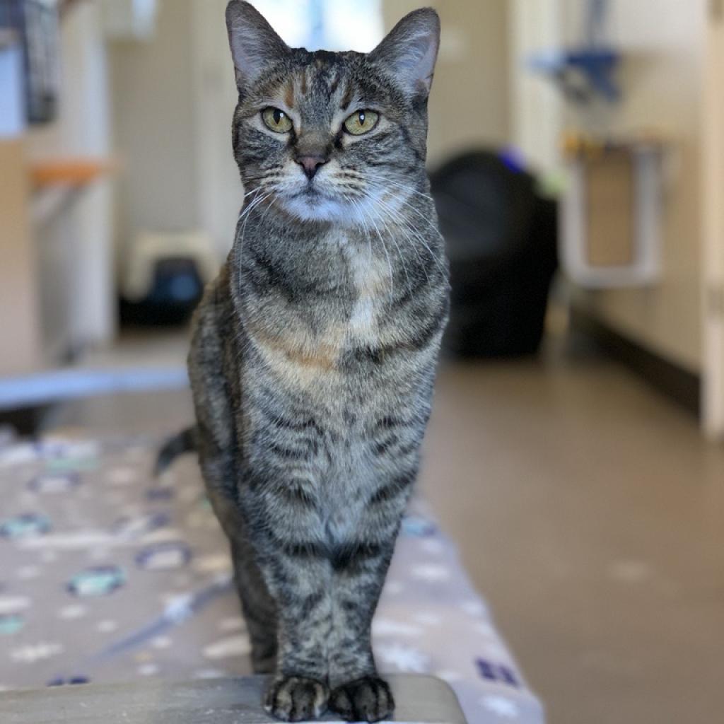 Cats for Adoption | Best Friends Animal Society - Save Them All