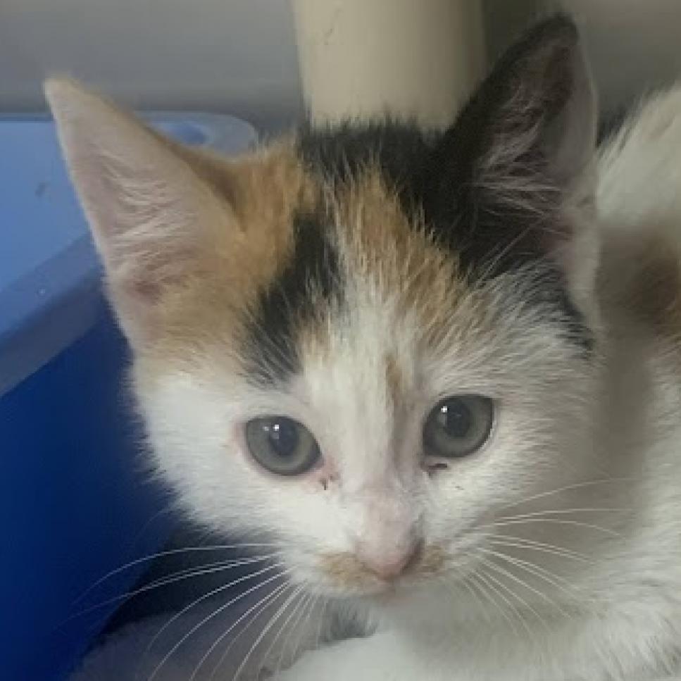 Cats for Adoption | Best Friends Animal Society - Save Them All