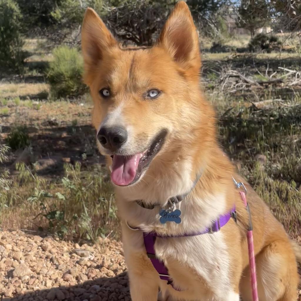 Dog adoption in Kanab, UT 84741: Shepherd / Mixed Dog "Prince"