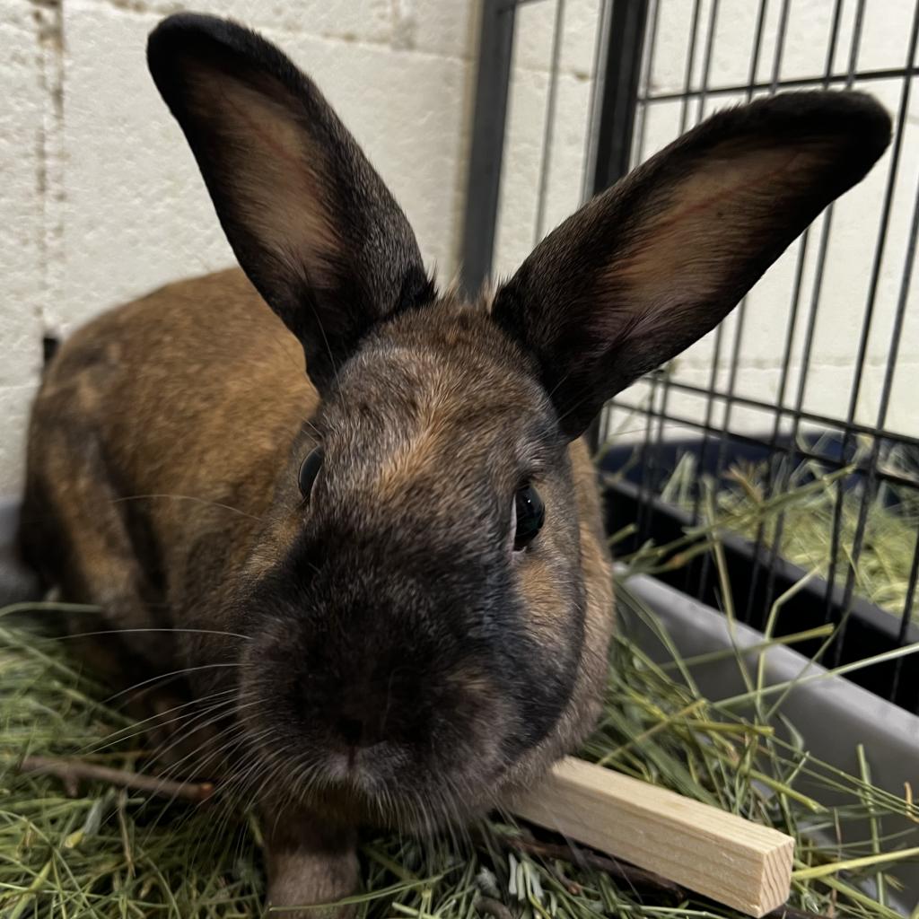 Rabbit adoption in Kanab, UT 84741: Cinnamon Rabbit "Feyre"