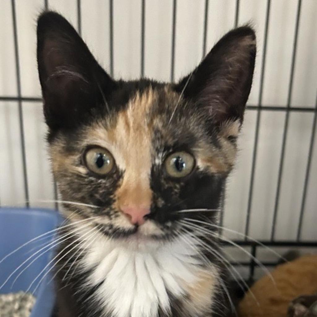 Cat adoption in Kanab, UT 84741: Domestic Short Hair Cat "Bessie"