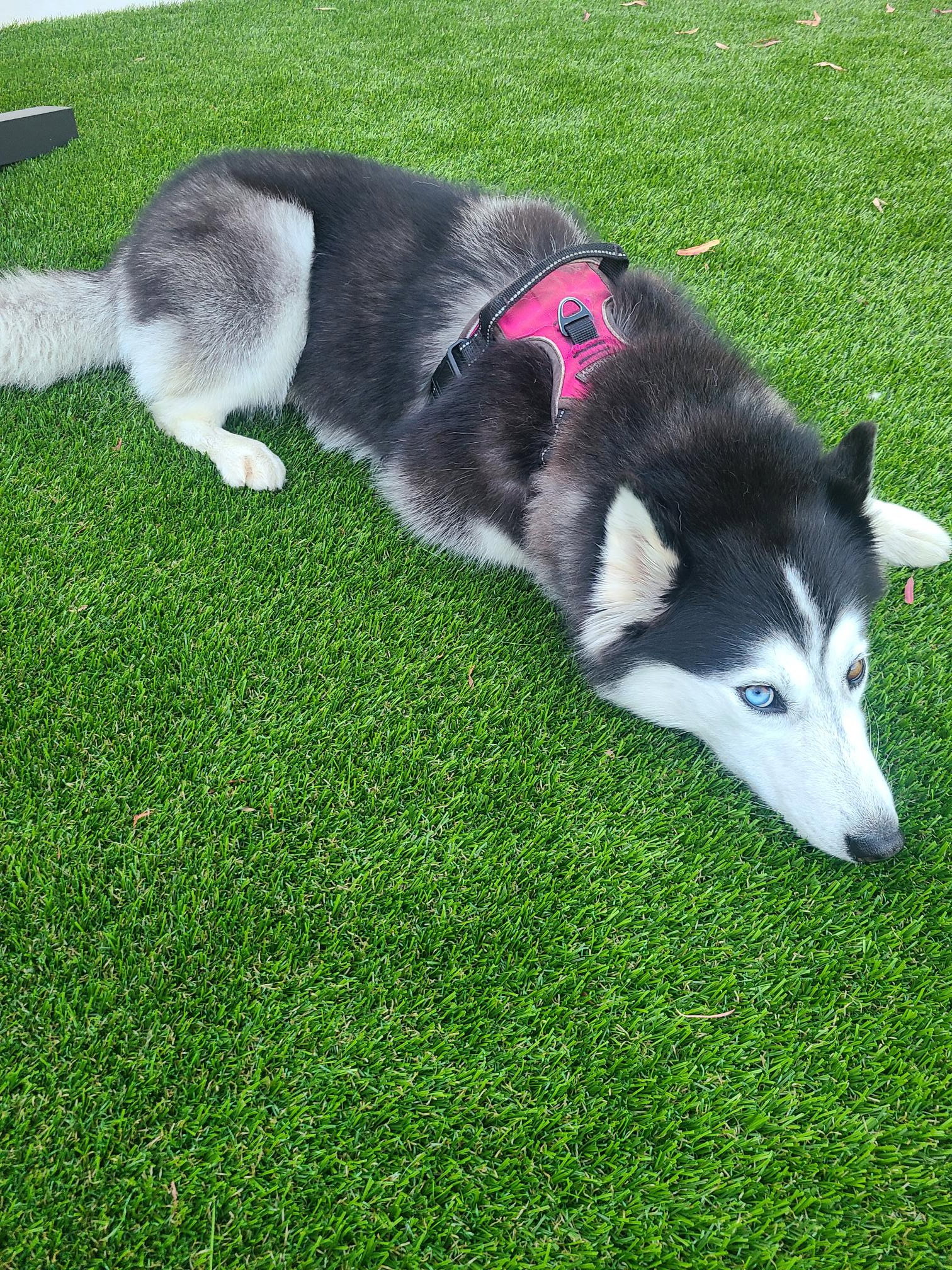 Dog for Adoption - Luna the Husky, a Husky in Santa Clarita, CA | Alpha Paw