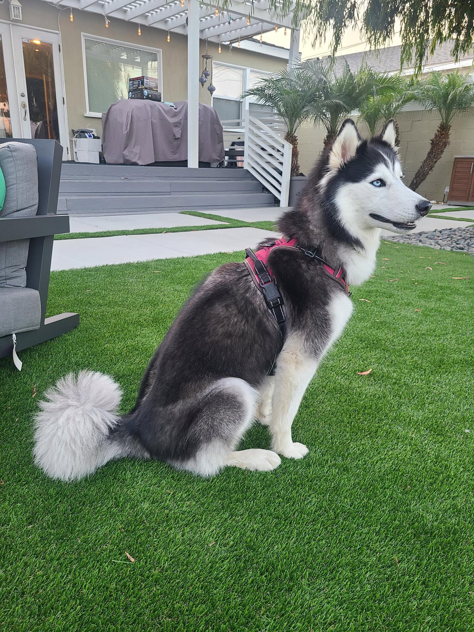 Dog for Adoption - Luna the Husky, a Husky in Santa Clarita, CA | Alpha Paw