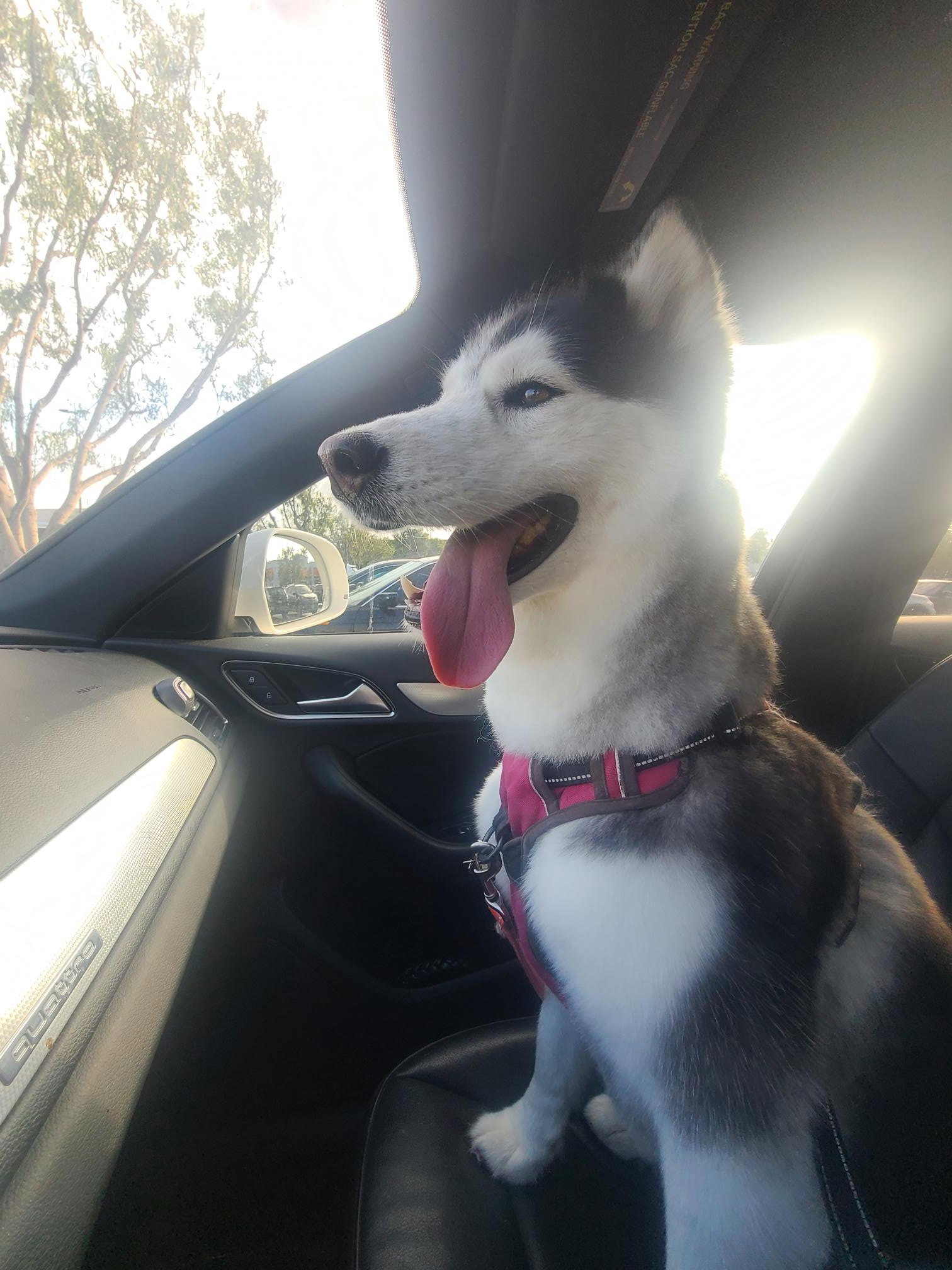 Dog for Adoption - Luna the Husky, a Husky in Santa Clarita, CA | Alpha Paw
