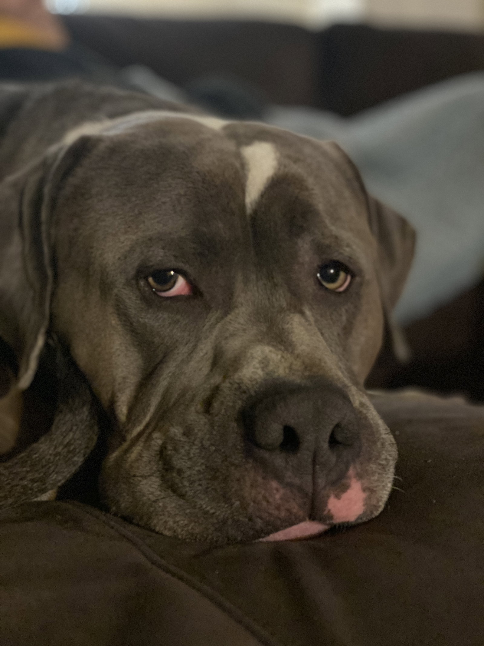 Dog for Adoption - Chestnut, a Pit Bull Terrier in Hidden Hills, CA ...