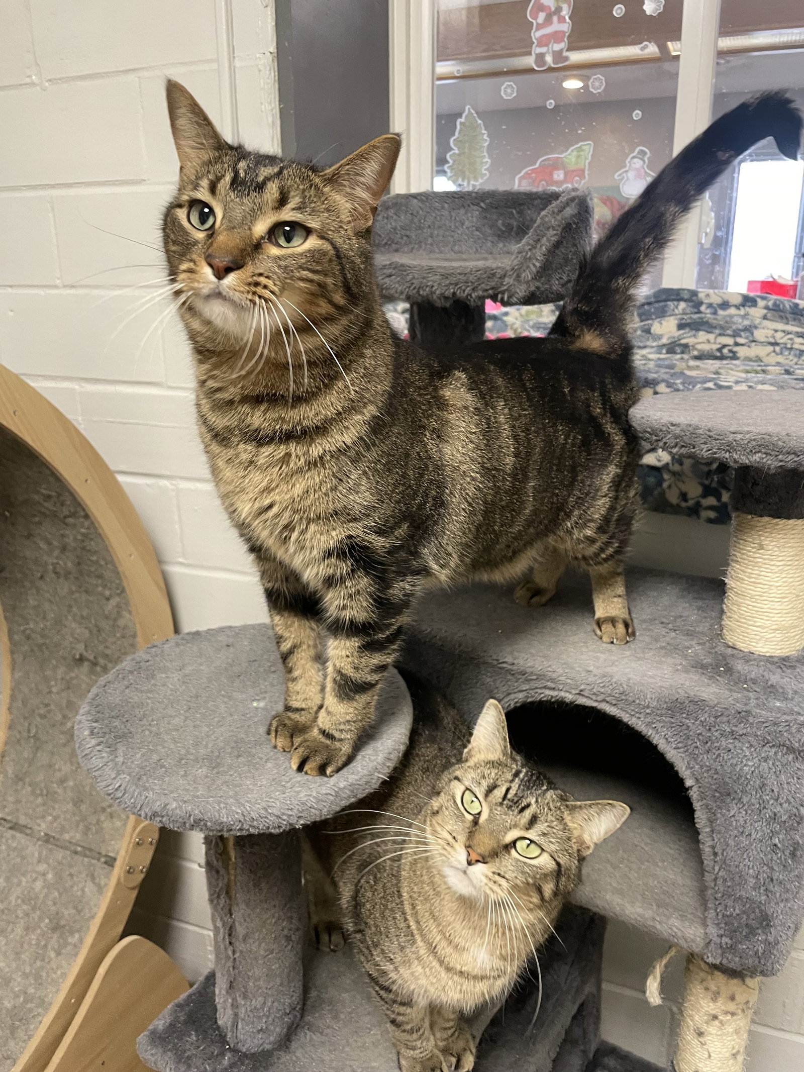 Cat adoption in Cedar Rapids, IA 52404: Domestic Short Hair / Mixed ...