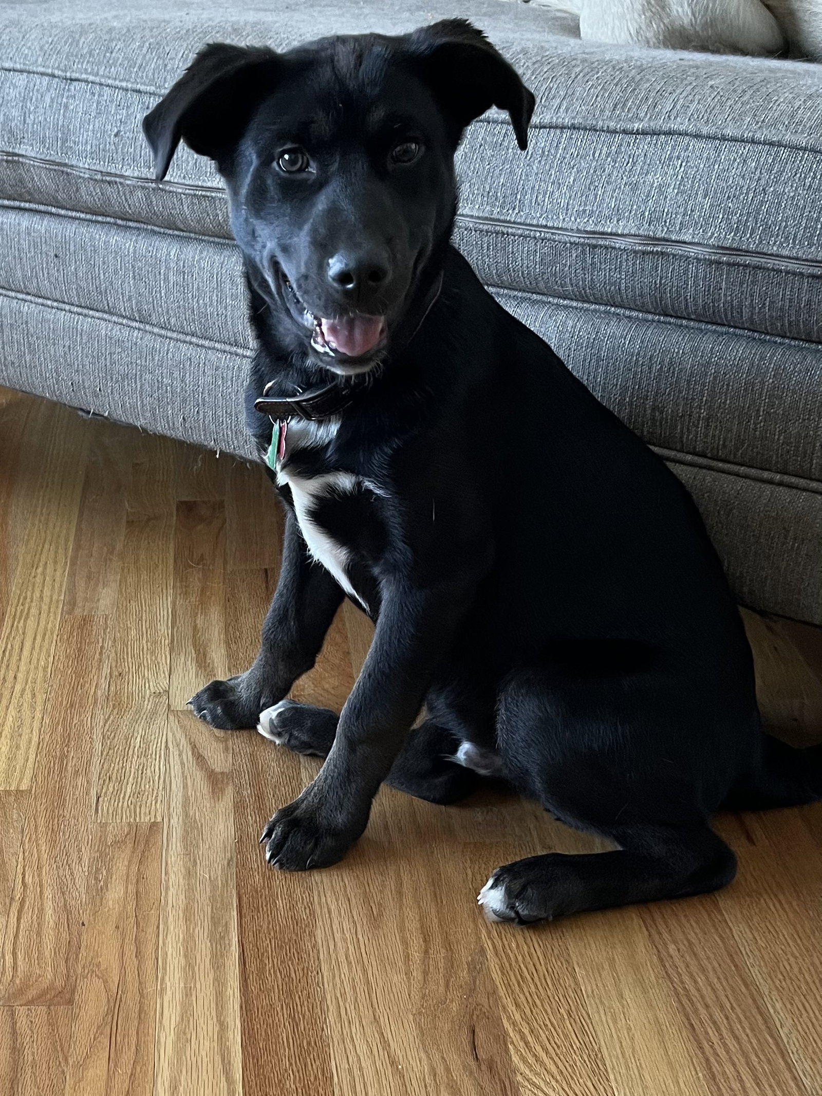 Dog for Adoption - Nero, a Labrador Retriever in West Liberty, IA ...