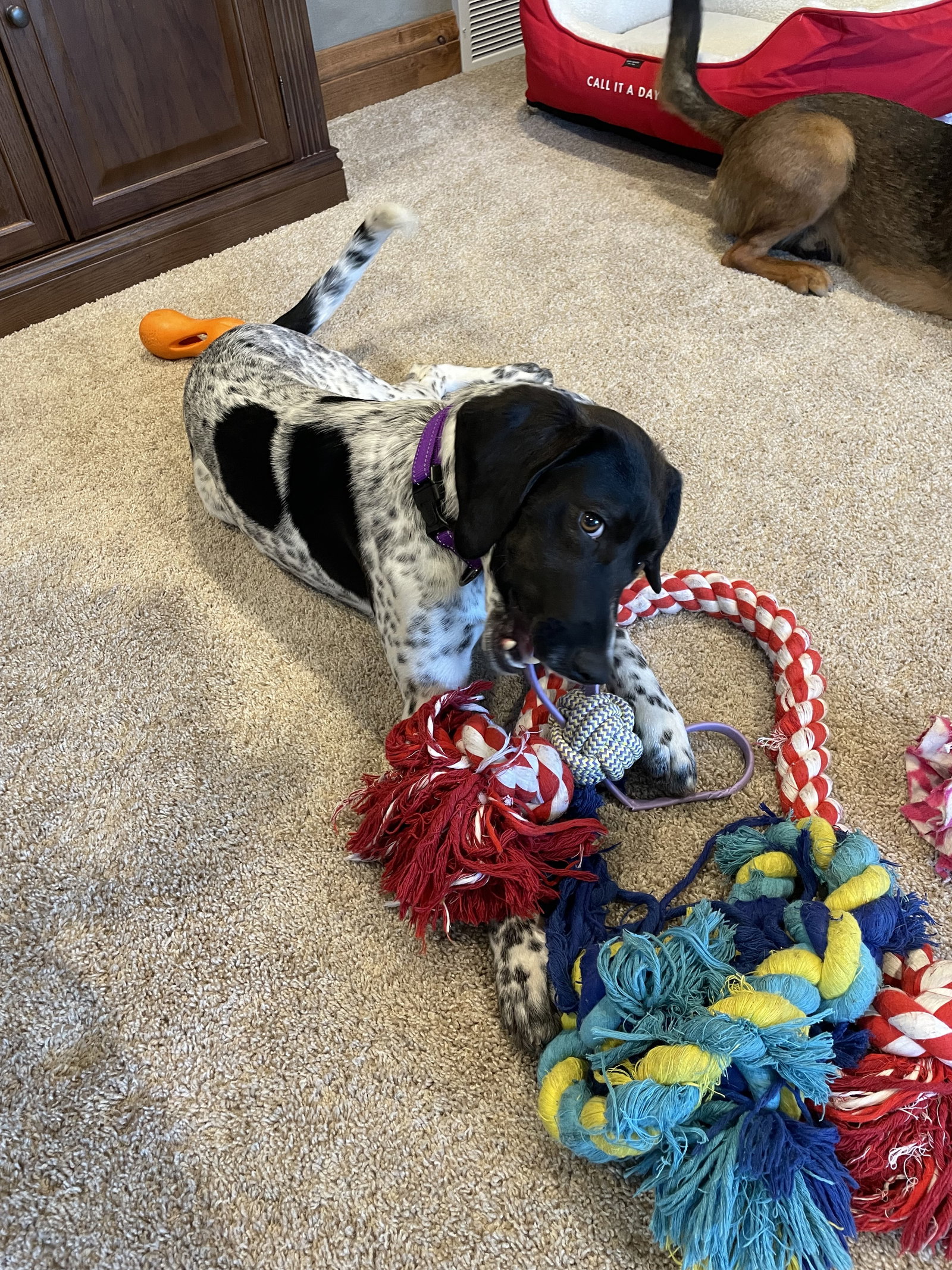 Dog for Adoption - Oreo Blue, a Border Collie in Hiawatha, IA | Alpha Paw