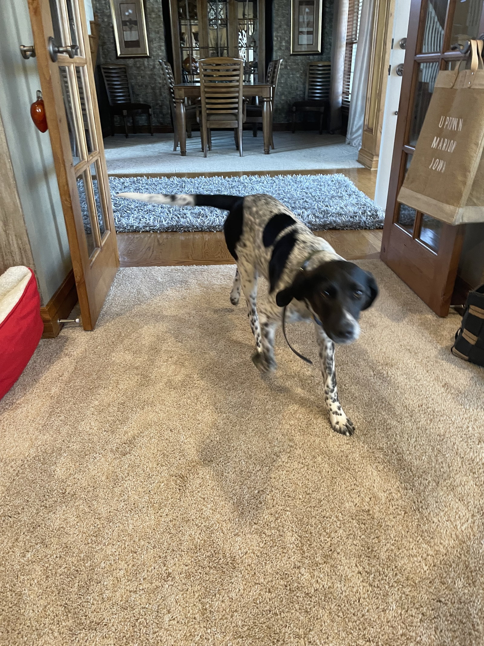 Dog for Adoption - Oreo Blue, a Border Collie in Hiawatha, IA | Alpha Paw