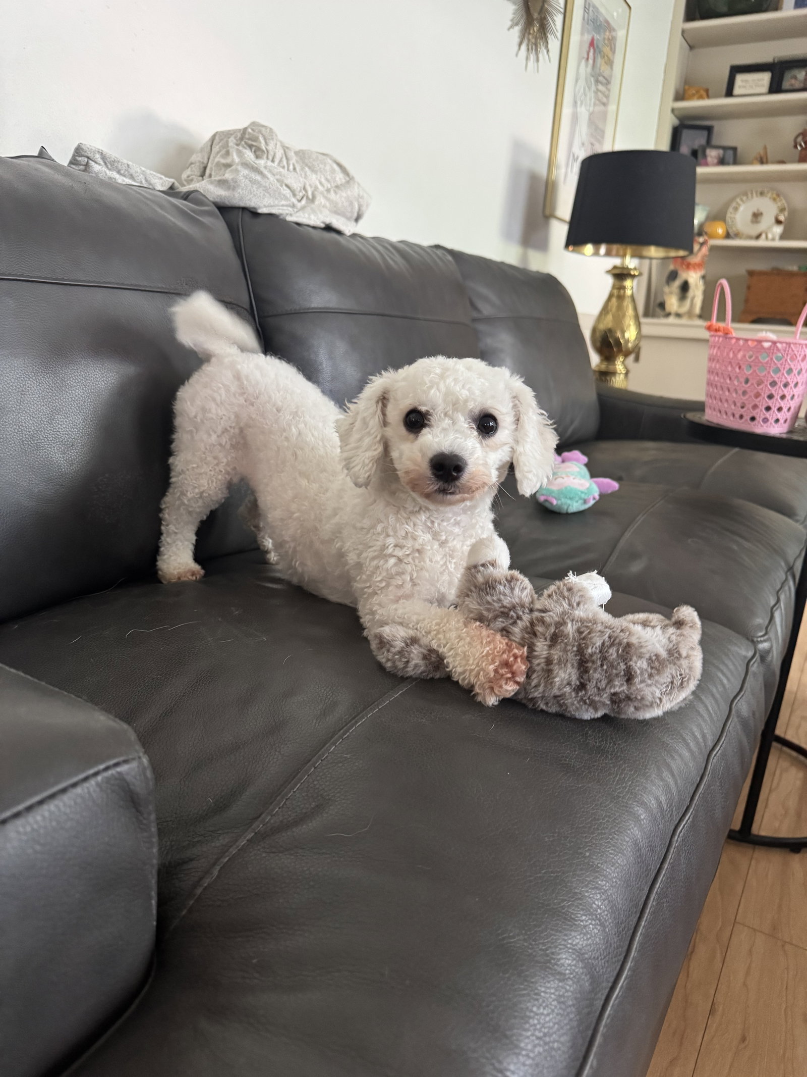 Dog for Adoption - Stinker, a Bichon Frise in Cedar Rapids, IA | Alpha Paw