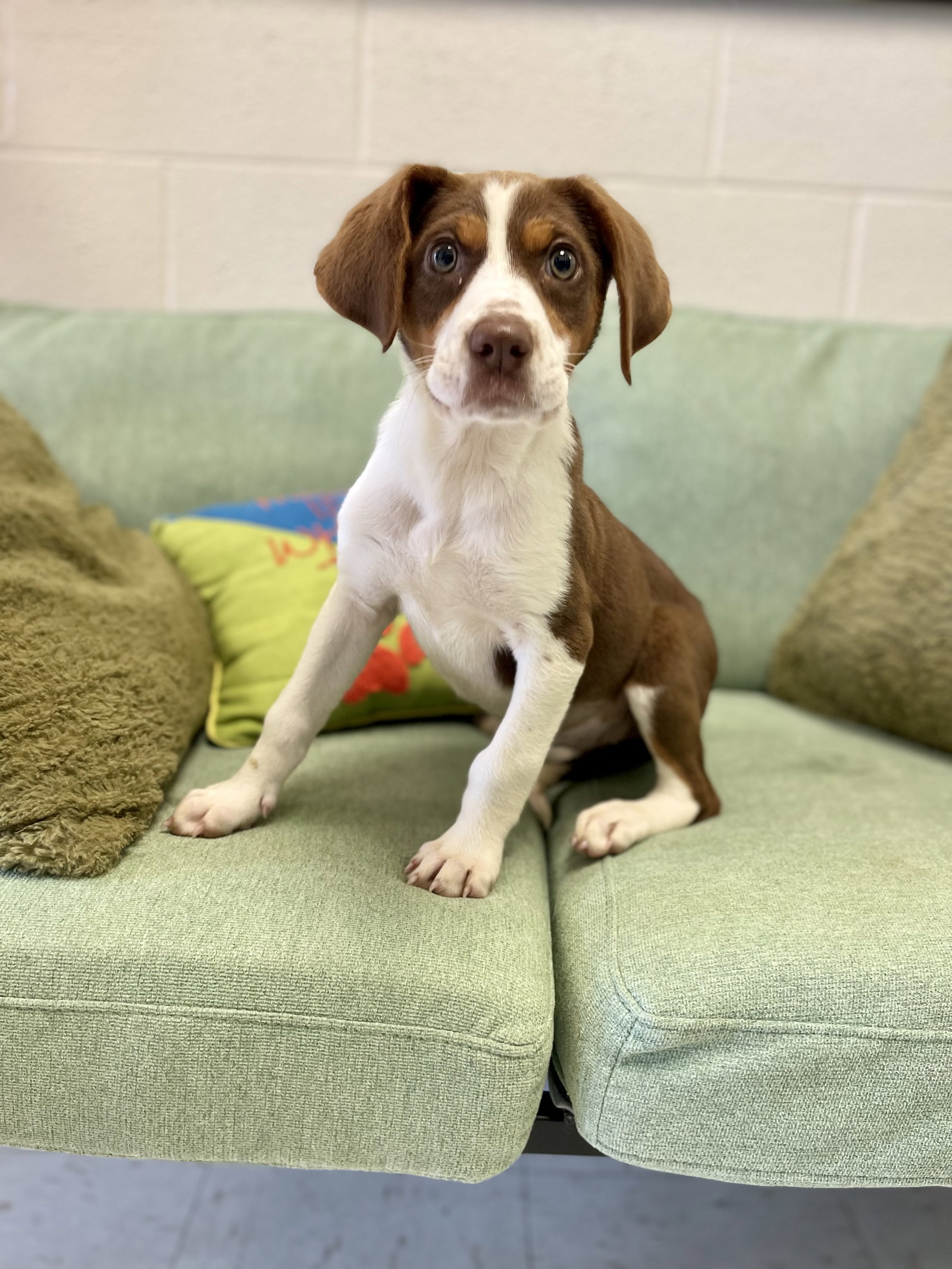 Dog for Adoption - Azra, a Hound in Union, WV | Alpha Paw