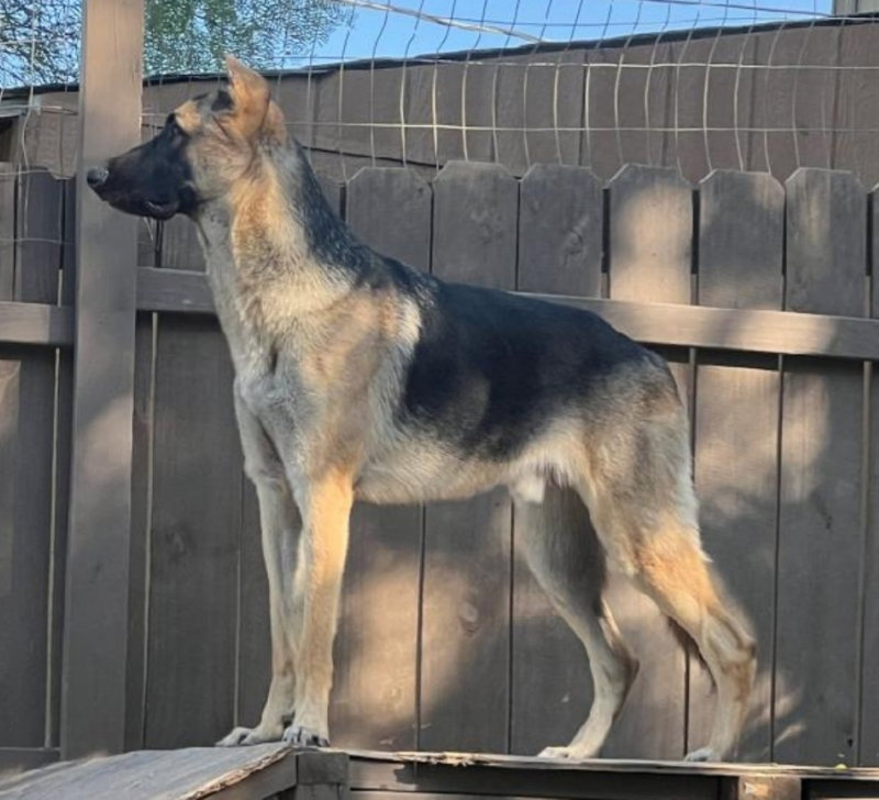 Dog for Adoption - Duke, a German Shepherd Dog in Surry County, NC ...