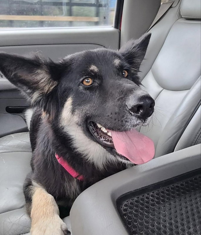 Dog for Adoption - Wesley, a German Shepherd Dog in Patrick County, VA ...