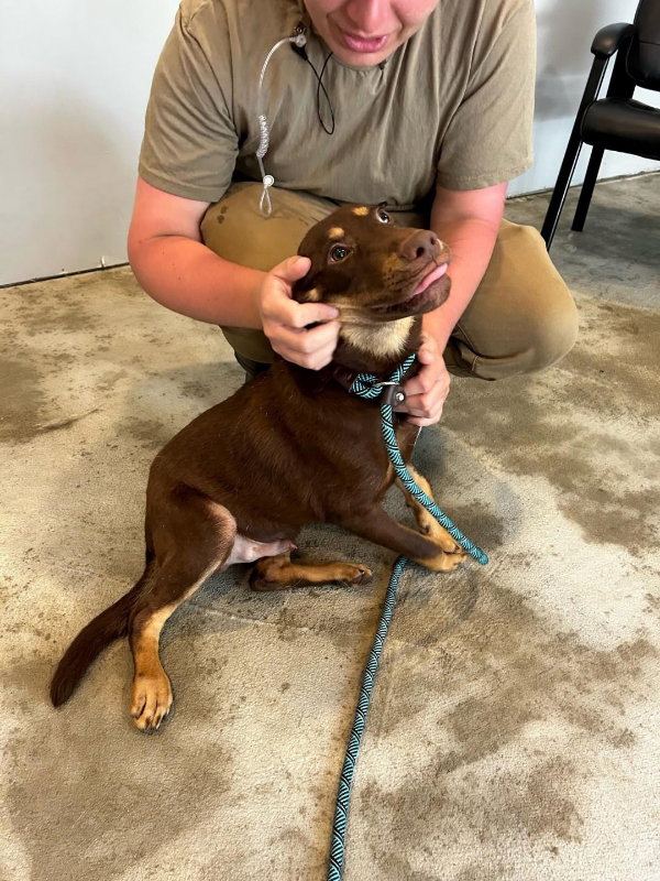 Dog for Adoption - Smitty, a Miniature Pinscher in Reidsville, NC ...