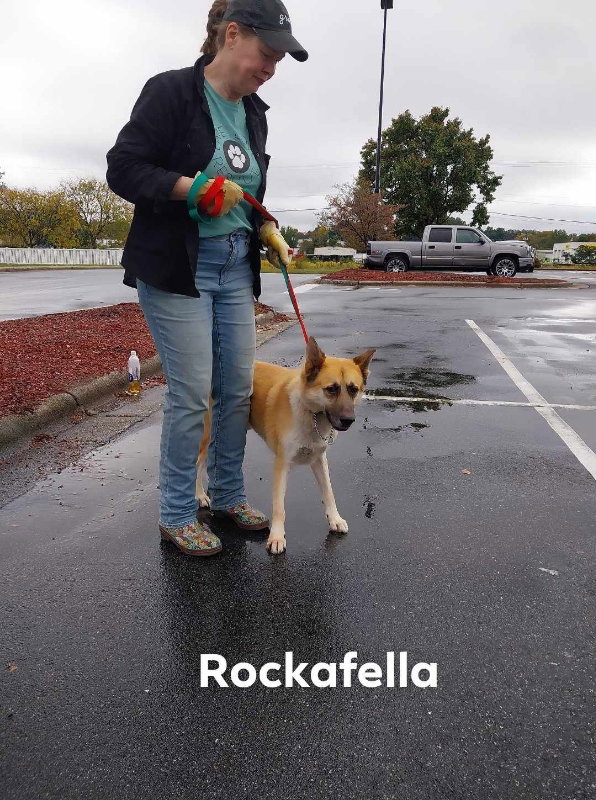 Dog for Adoption - Rockafella, a German Shepherd Dog in Toast, NC ...