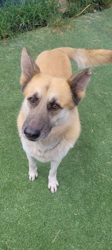 Dog for Adoption - Rockafella, a German Shepherd Dog in Toast, NC ...