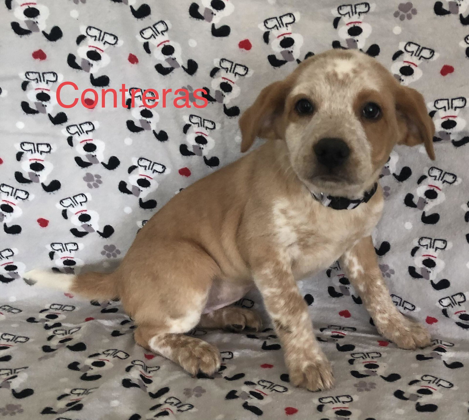 Contreras' Web Page