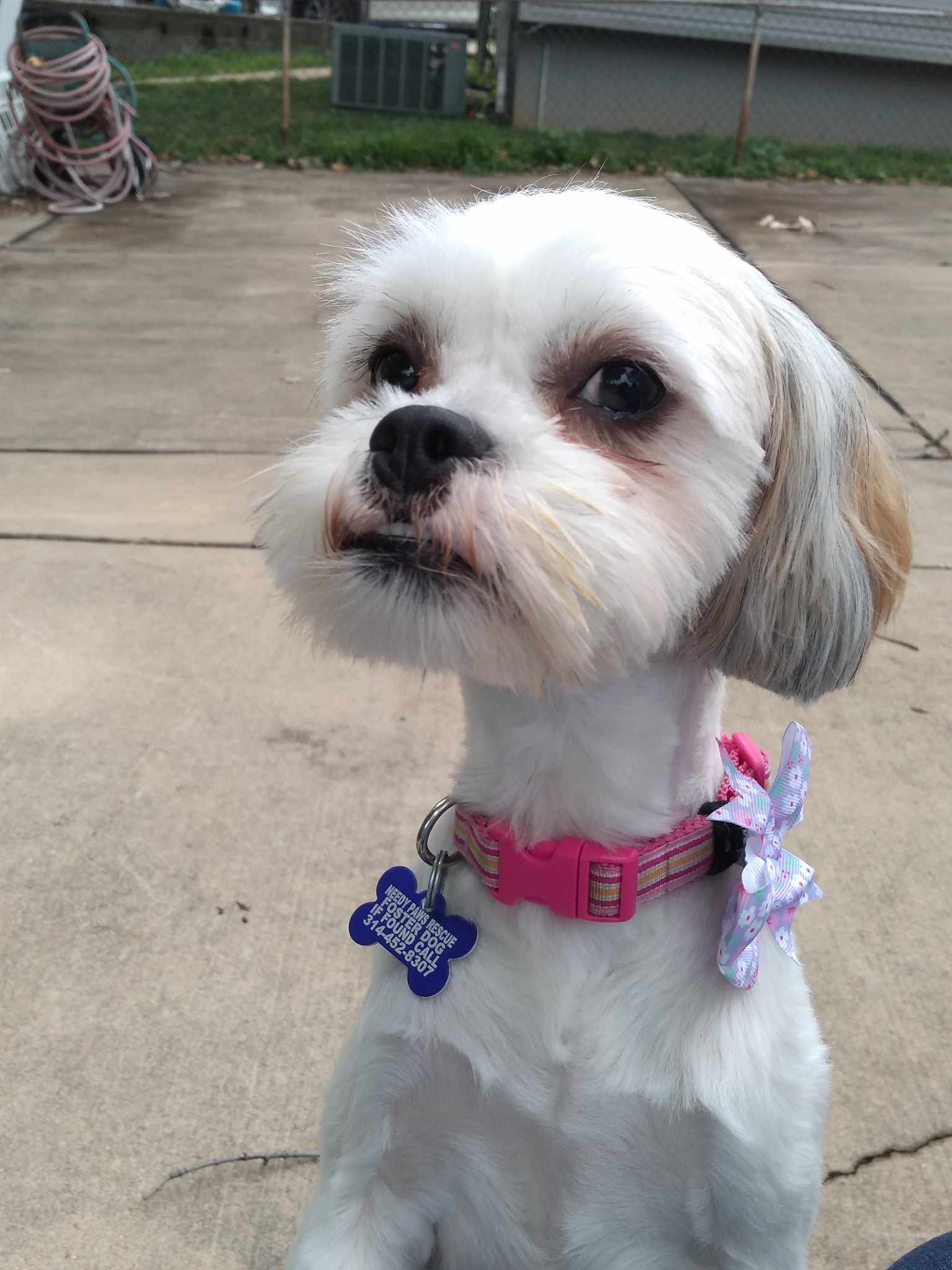Elsie "VERY ACTIVE PLAYFUL PUPPY"'s Web Page