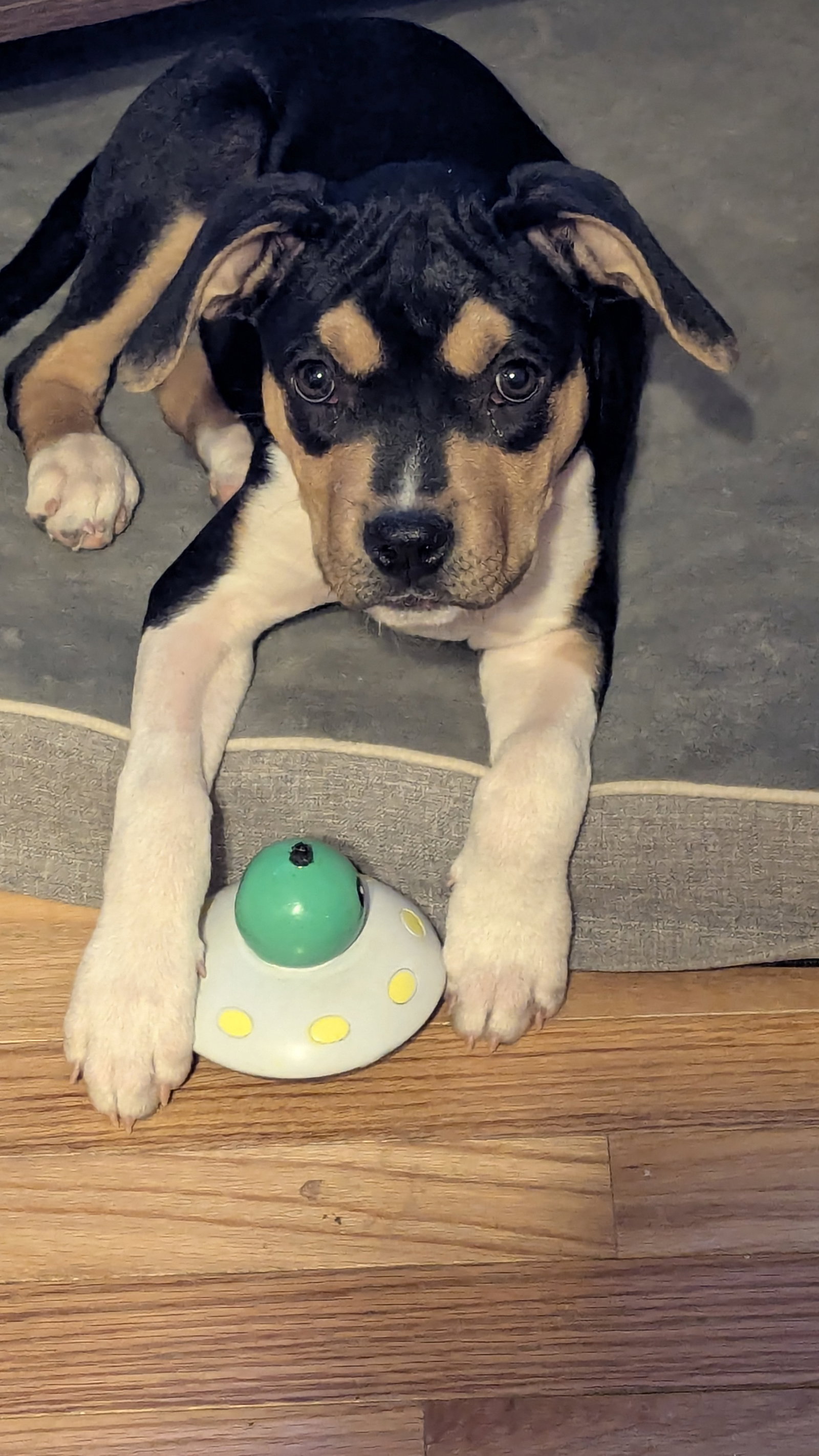 Paisley's Web Page