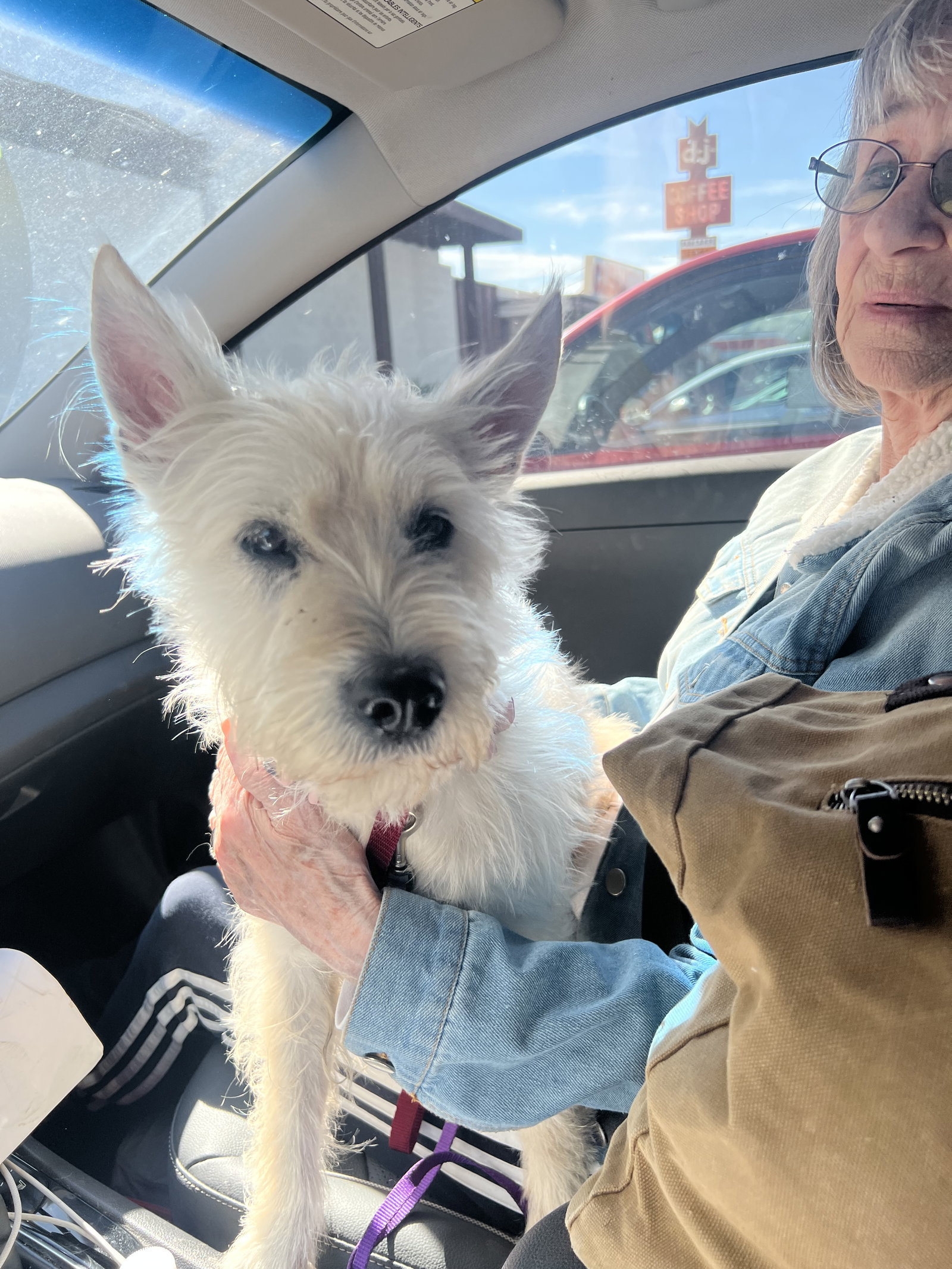 Dog for Adoption - Emma, a West Highland White Terrier Westie in ...