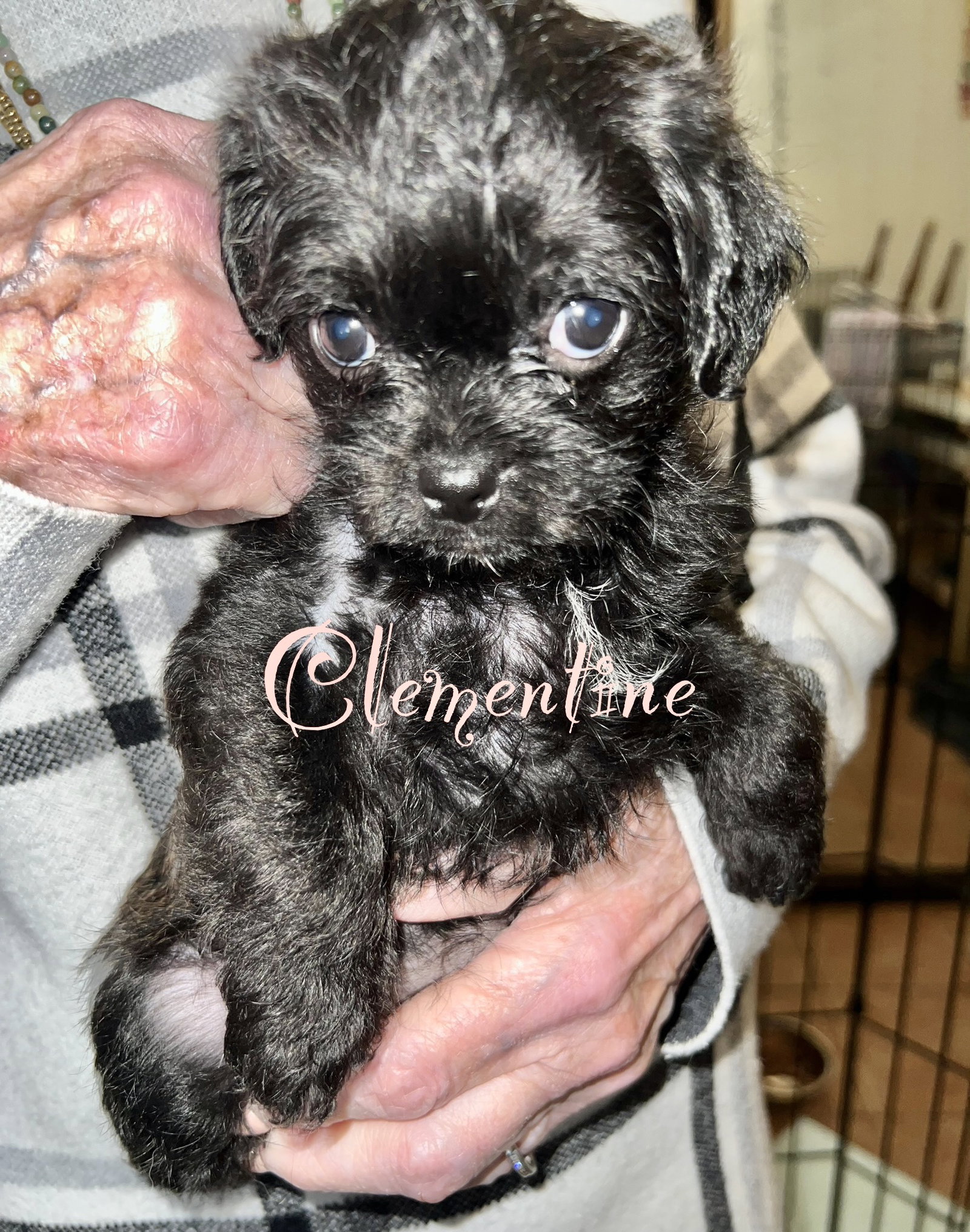 Dog for Adoption - Kiwi Pup Clementine, a Pug in West Puente Valley, CA ...