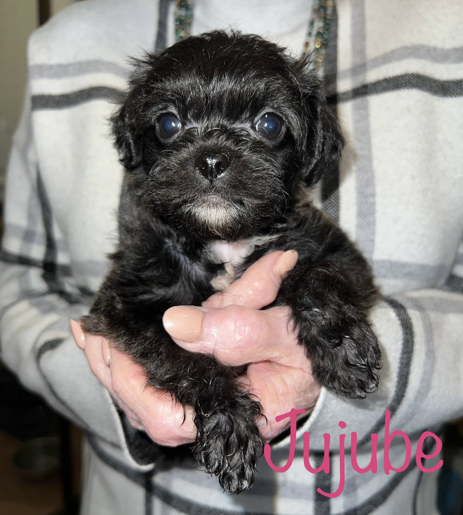 Dog for Adoption - Kiwi Pup Jujube, a Pug in West Puente Valley, CA ...