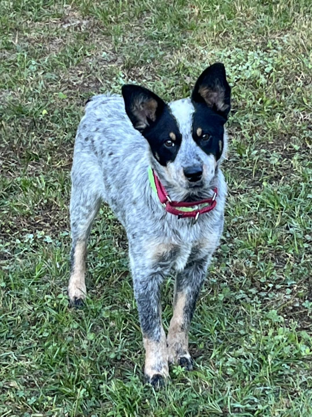Dog for Adoption - Duey, a Australian Cattle Dog/Blue Heeler in ...