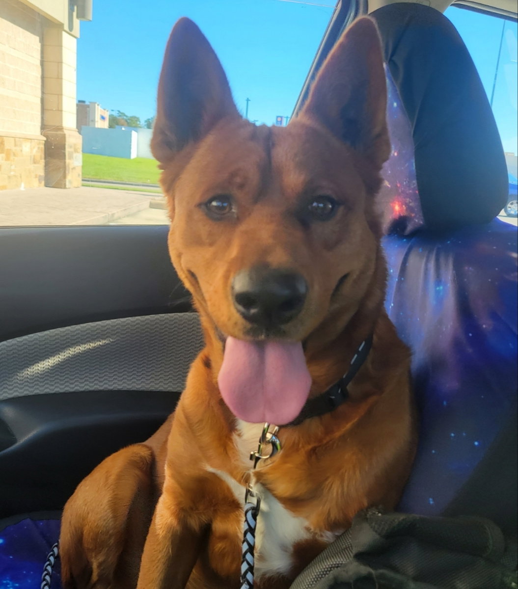 Dog for Adoption - Red - in foster care, a German Shepherd Dog in Upper ...