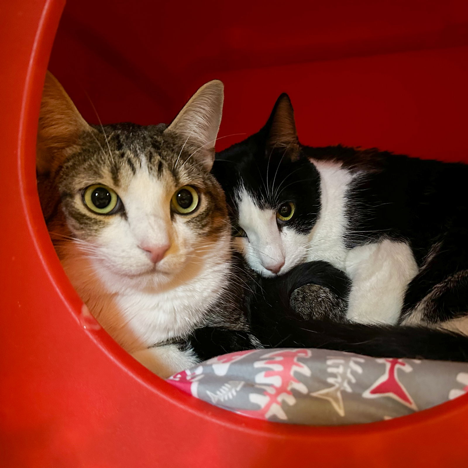 Cats for Adoption in Ranchos De Taos, New Mexico | Alpha Paw