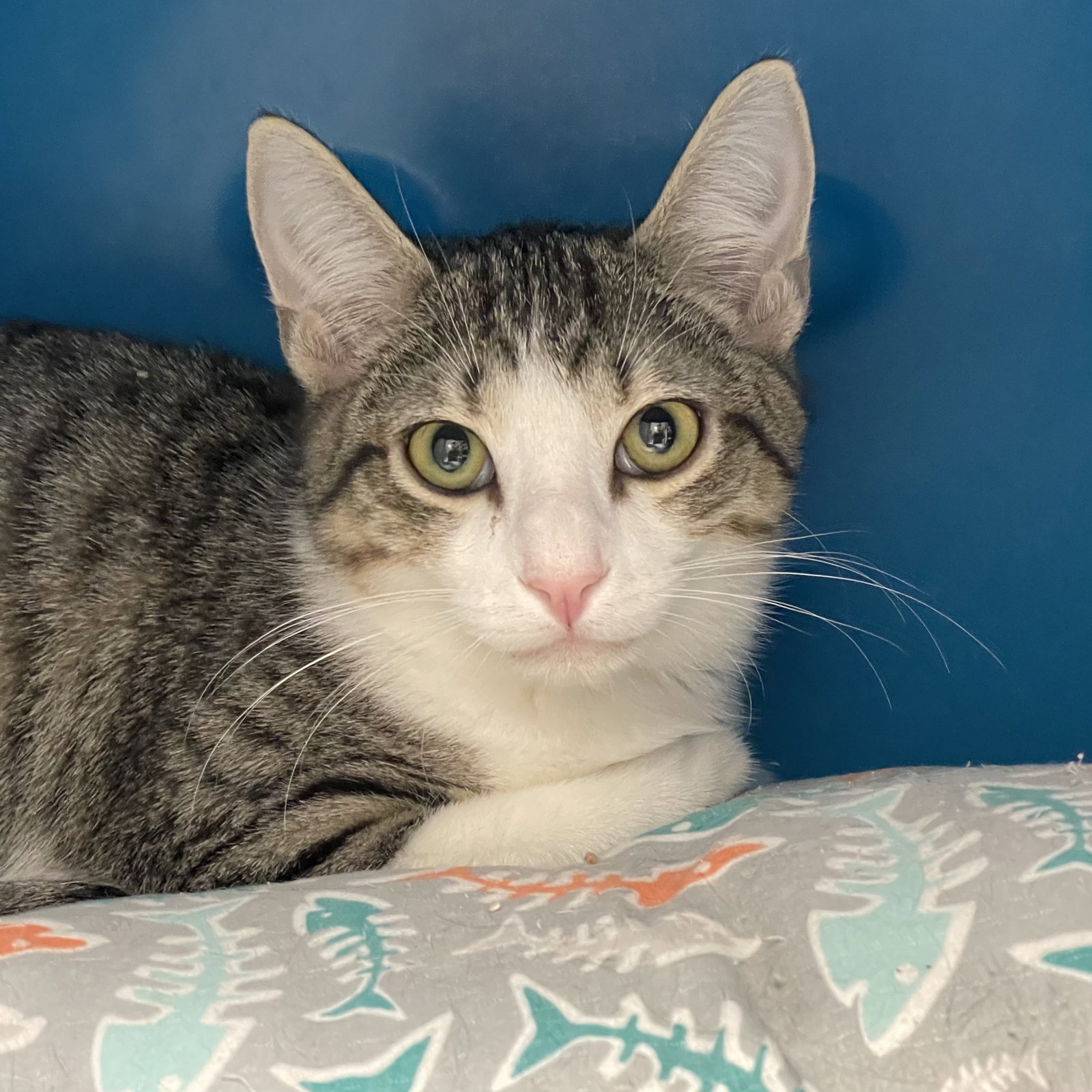 Cats for Adoption in Mora, New Mexico | Alpha Paw