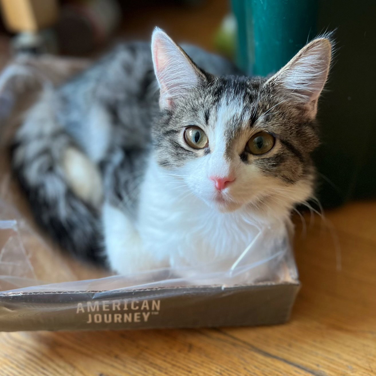 Cats for Adoption in El Rancho, New Mexico | Alpha Paw