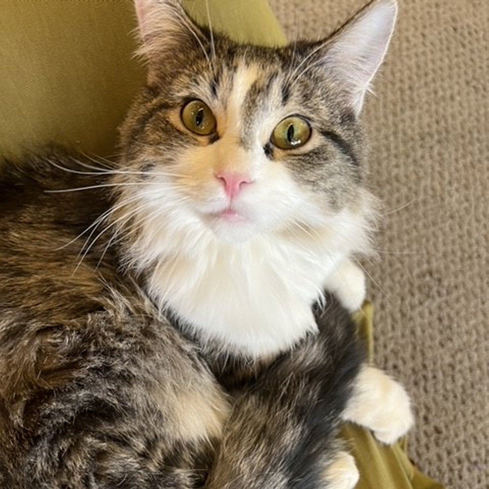 Cats for Adoption in El Rancho, New Mexico | Alpha Paw