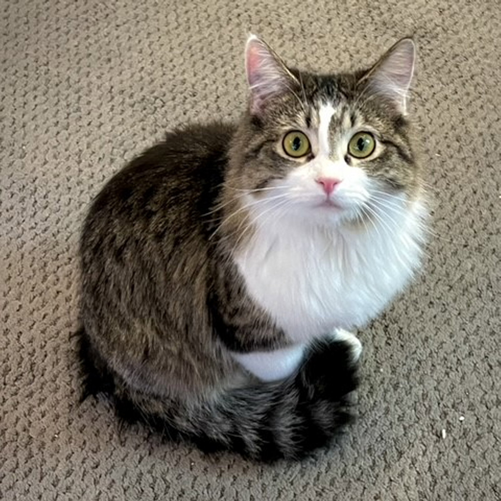 Cats for Adoption in El Rancho, New Mexico | Alpha Paw