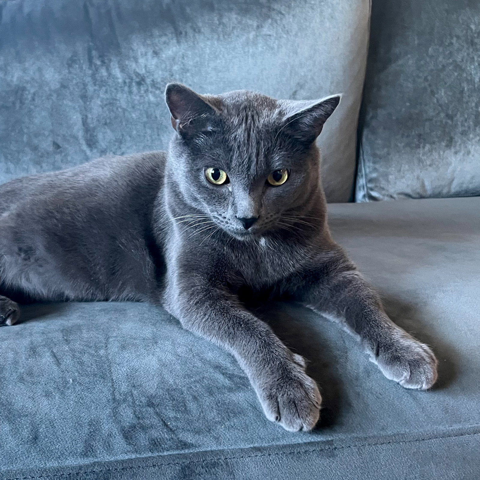 Cats for Adoption in Agua Fria, New Mexico | Alpha Paw