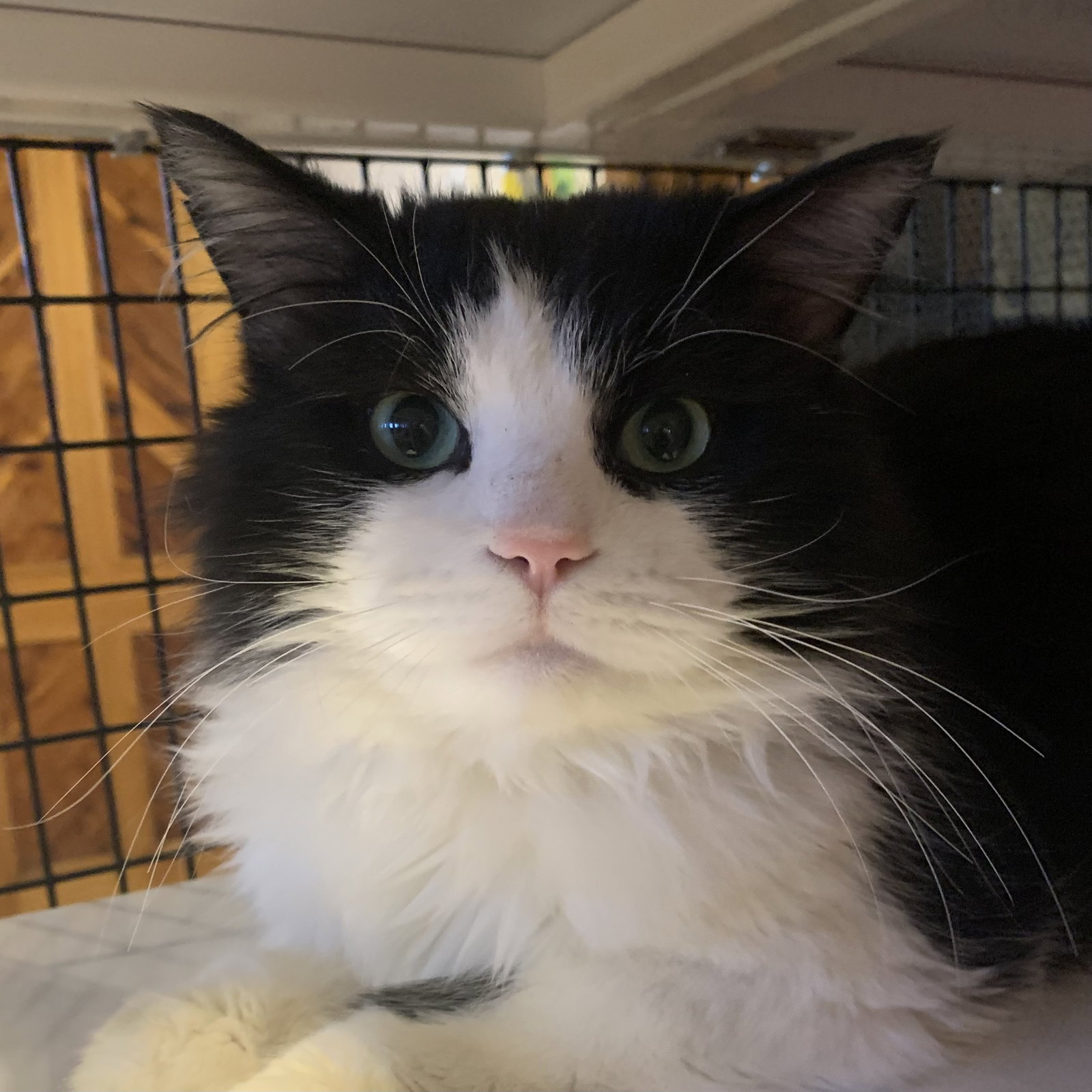 Cats for Adoption in Agua Fria, New Mexico | Alpha Paw