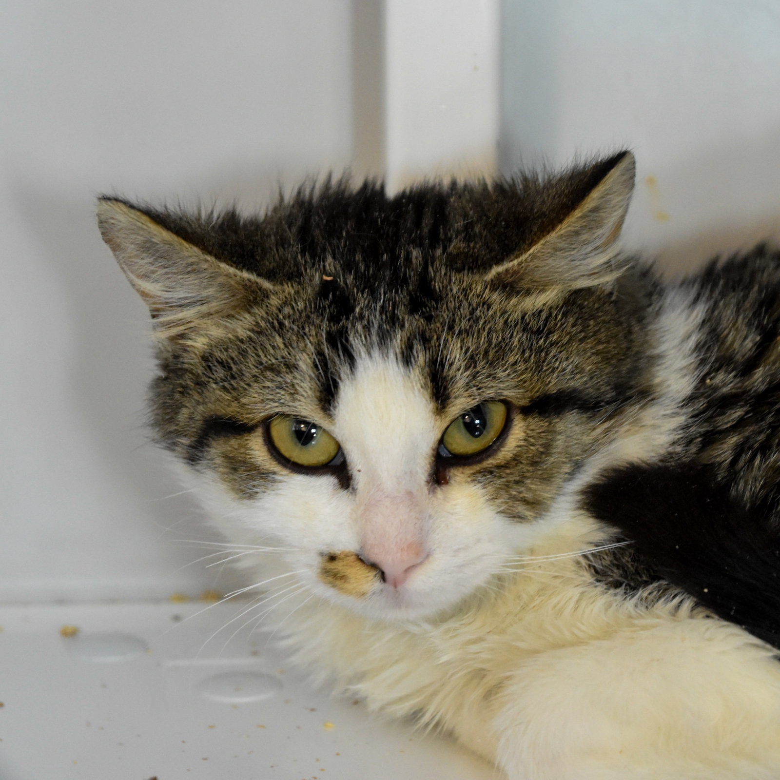 Cats for Adoption in Las Vegas, New Mexico | Alpha Paw