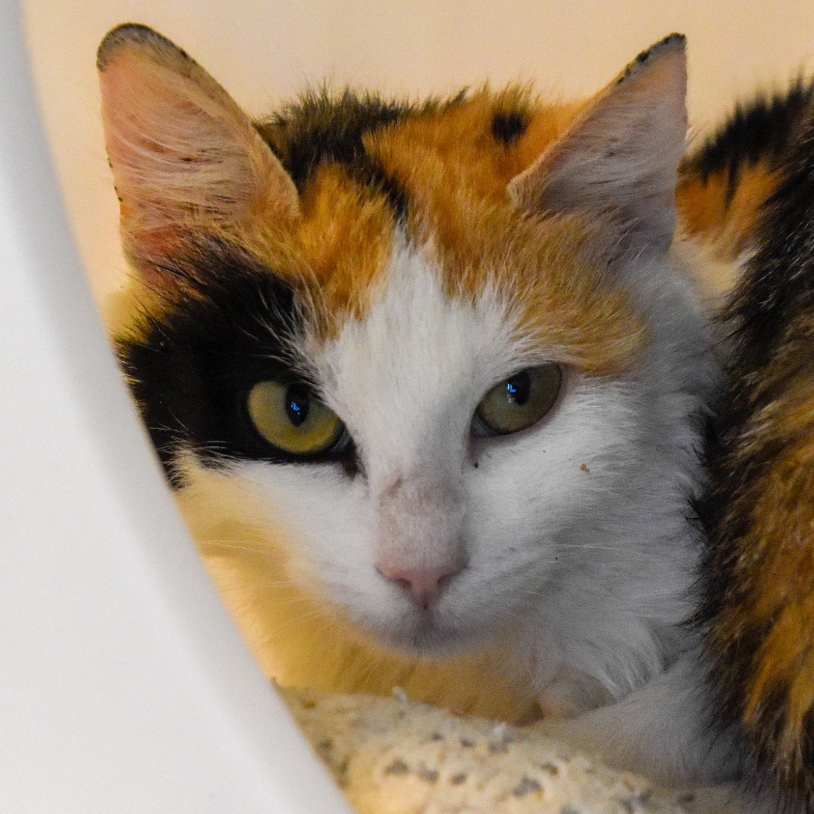 Cats for Adoption in Taos, New Mexico | Alpha Paw