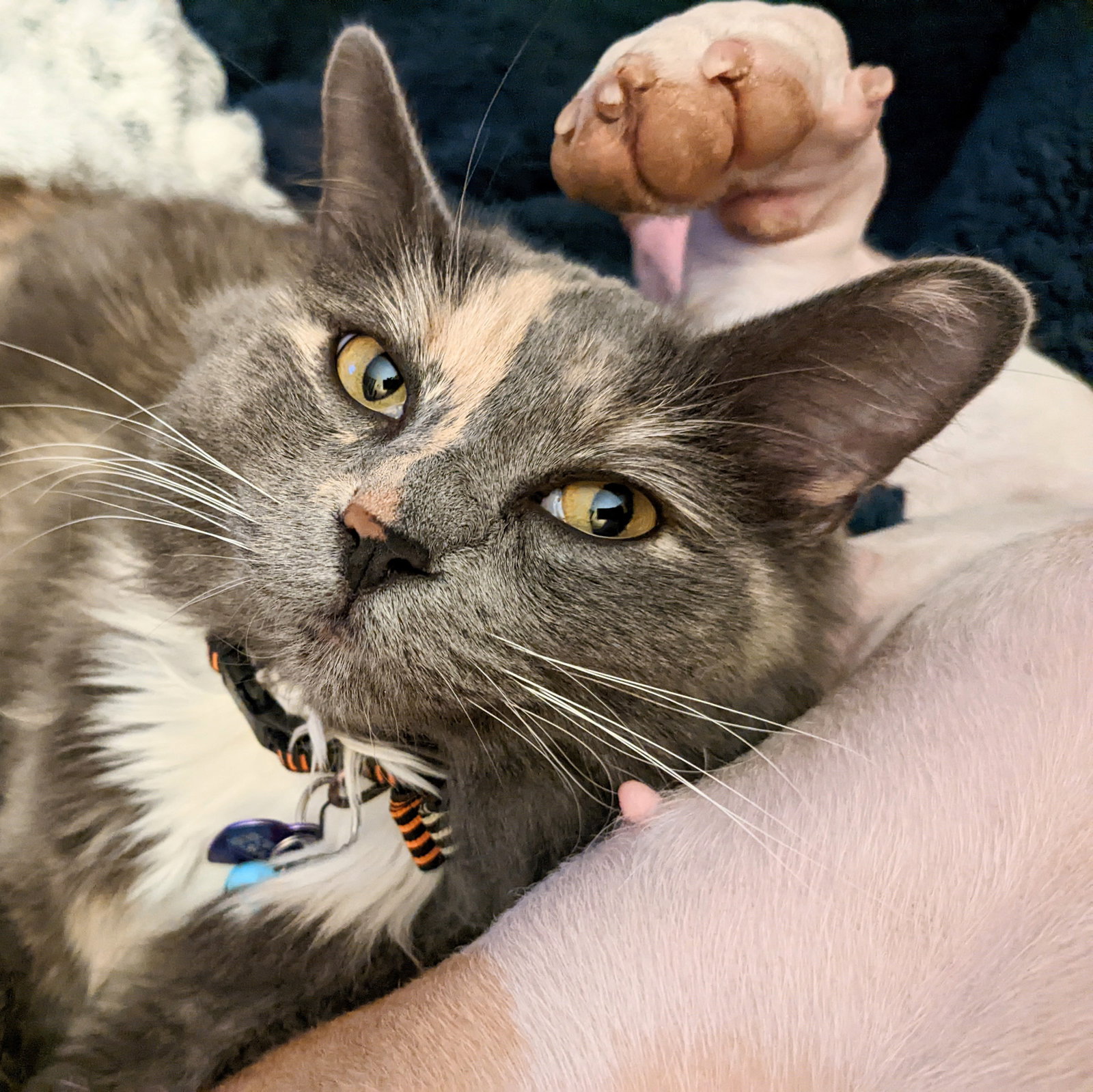 Cats for Adoption in El Rancho, New Mexico | Alpha Paw