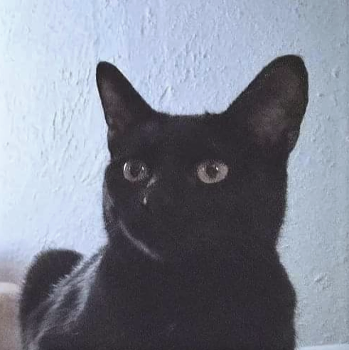 Cats for Adoption in Las Vegas, New Mexico | Alpha Paw