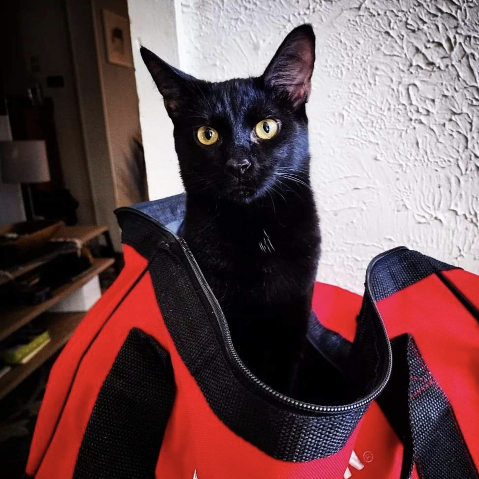Cats for Adoption in Las Vegas, New Mexico | Alpha Paw
