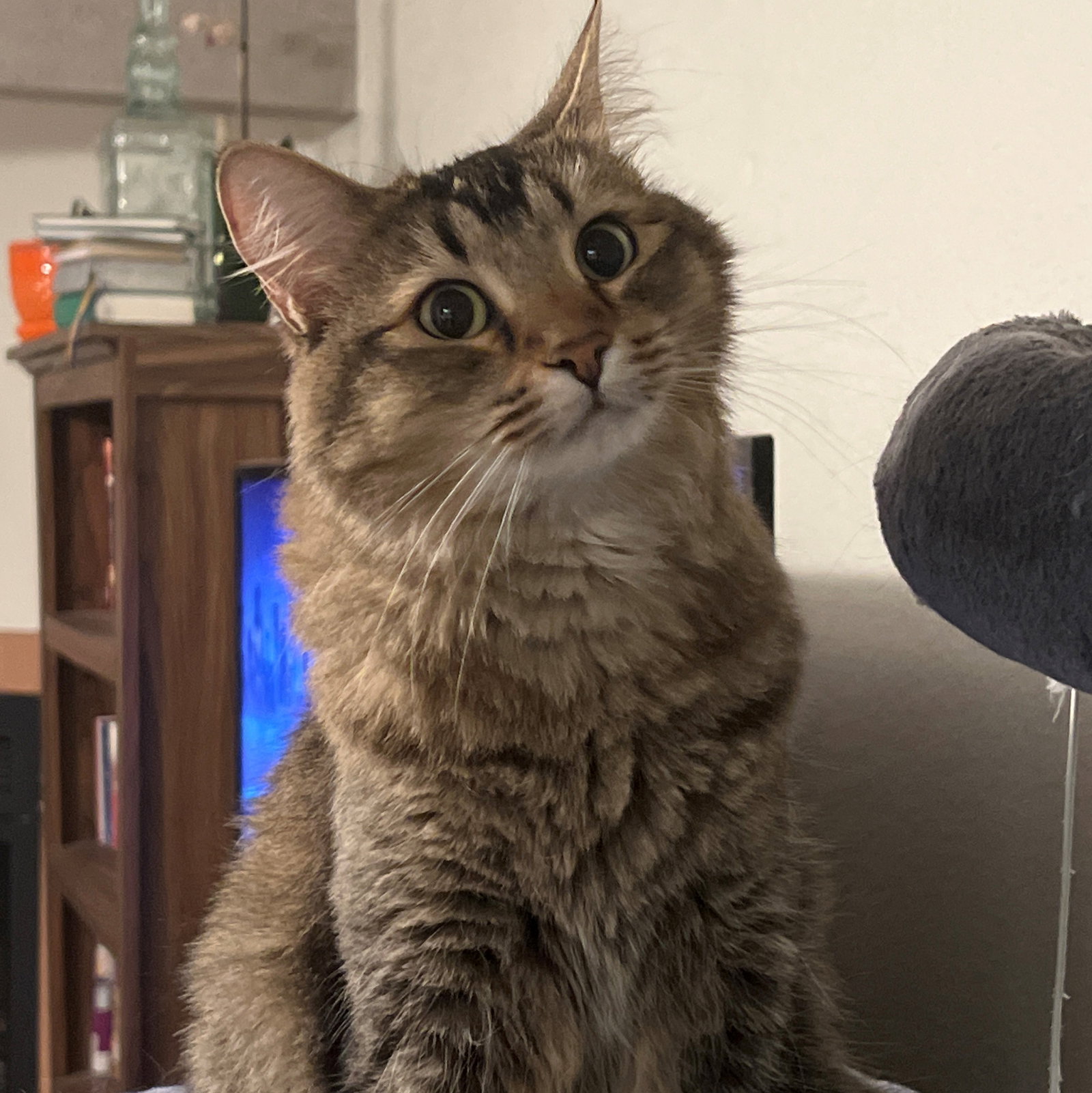 Cats for Adoption in Taos, New Mexico | Alpha Paw